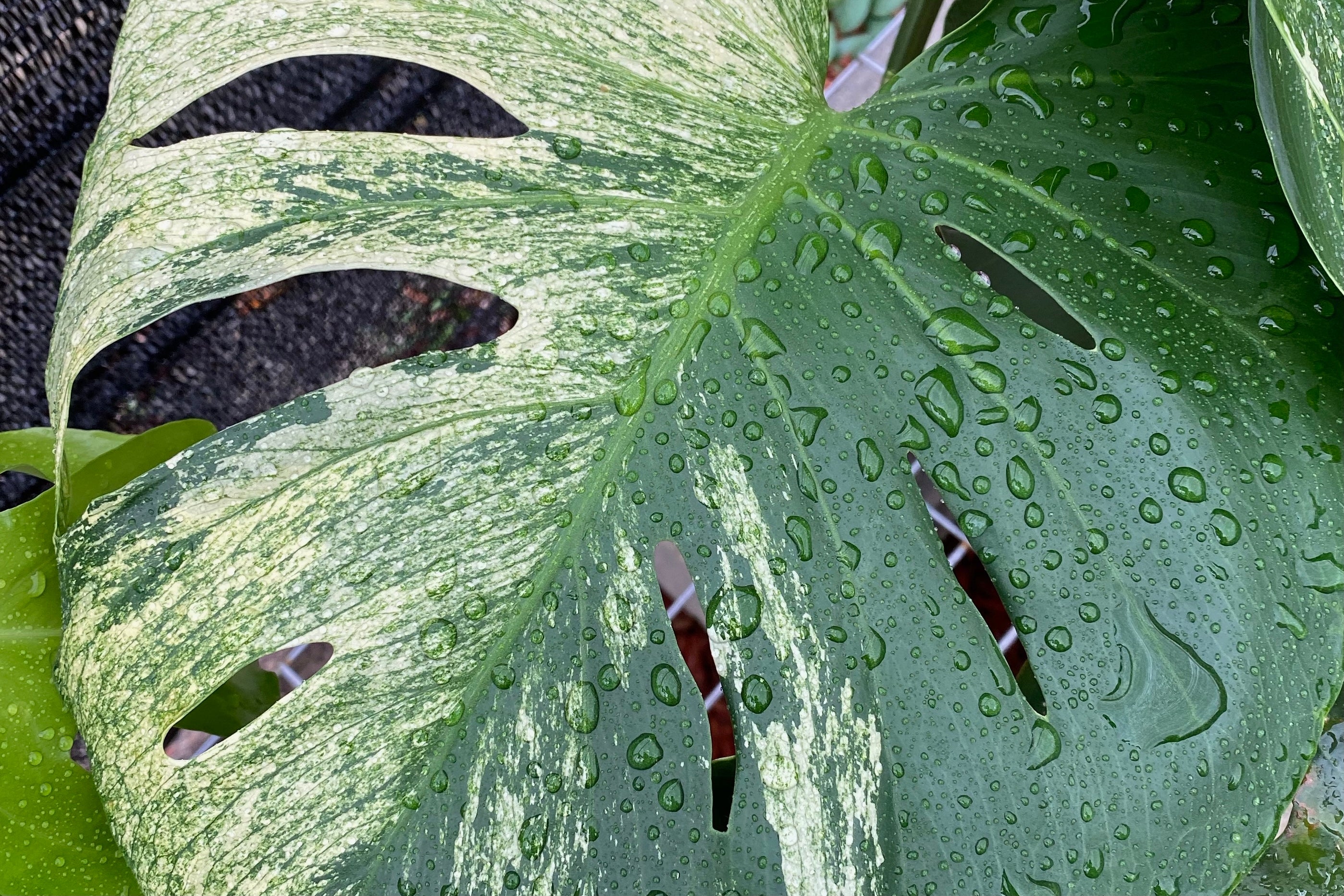 All Products – Page 2 – Next World Exotics