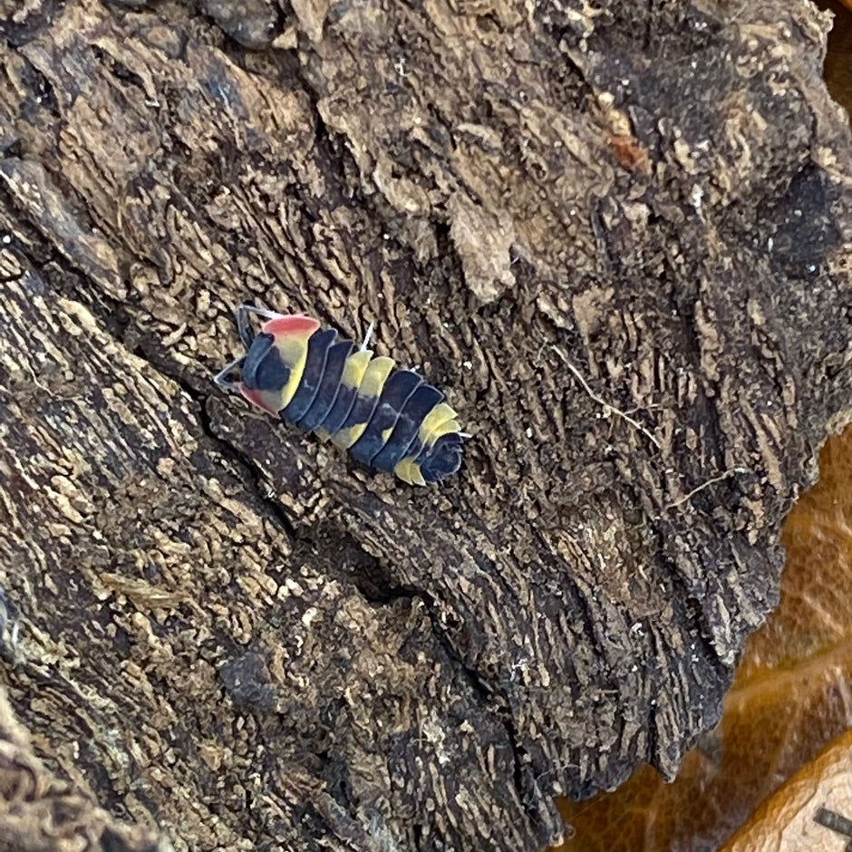 Isopods - Next World Exotics Rare Plants & Reptiles