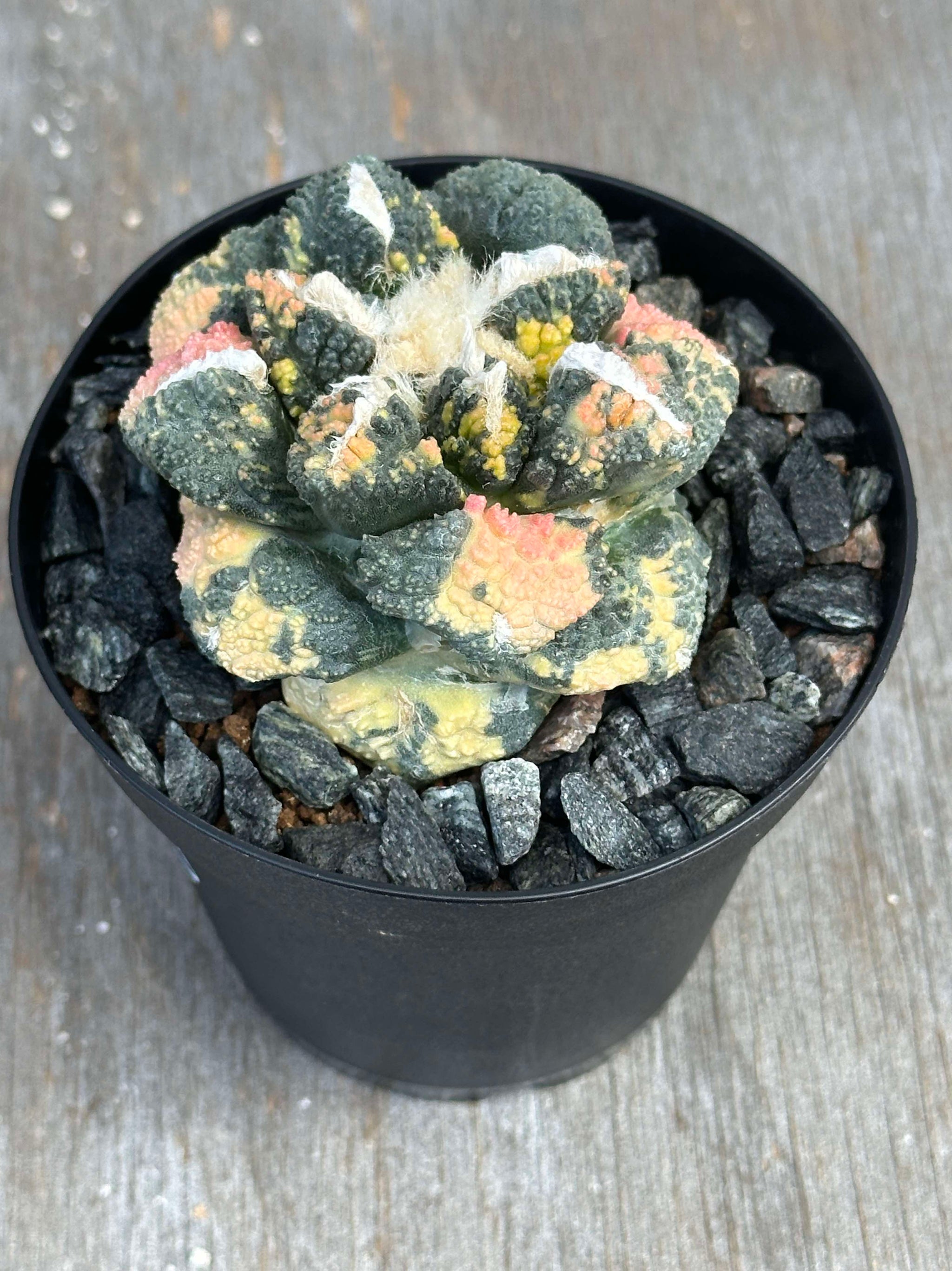 Ariocarpus Fissuratus cv. 'Godzilla' Hybrid Variegated (AGH1) 🌱 – Next ...