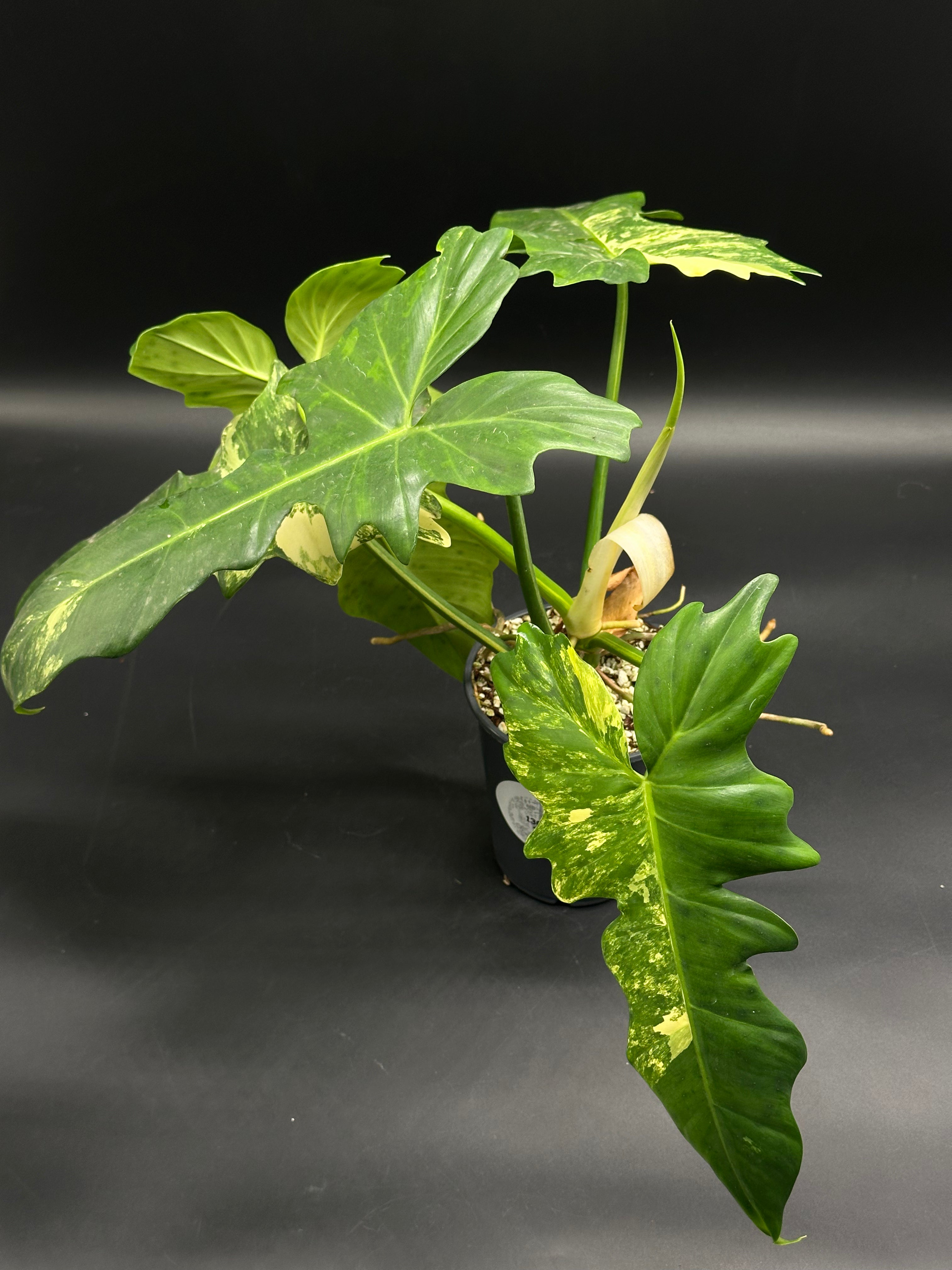 Philodendron variegated 'Mottled Dragon' (130W141) – Next World Exotics